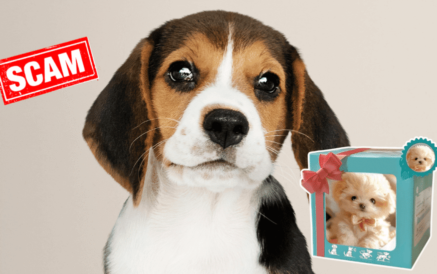 Waggy AI Dog Is a Scam: Viral ‘AI Robot Puppy’ Exposed as a Cheap ...